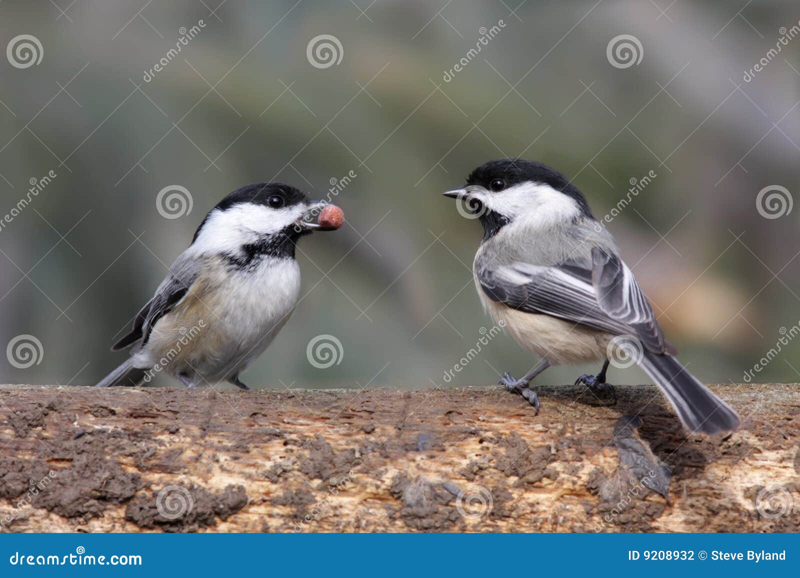 Pair of Birds on a Log stock photo. Image of bird, mates - 9208932