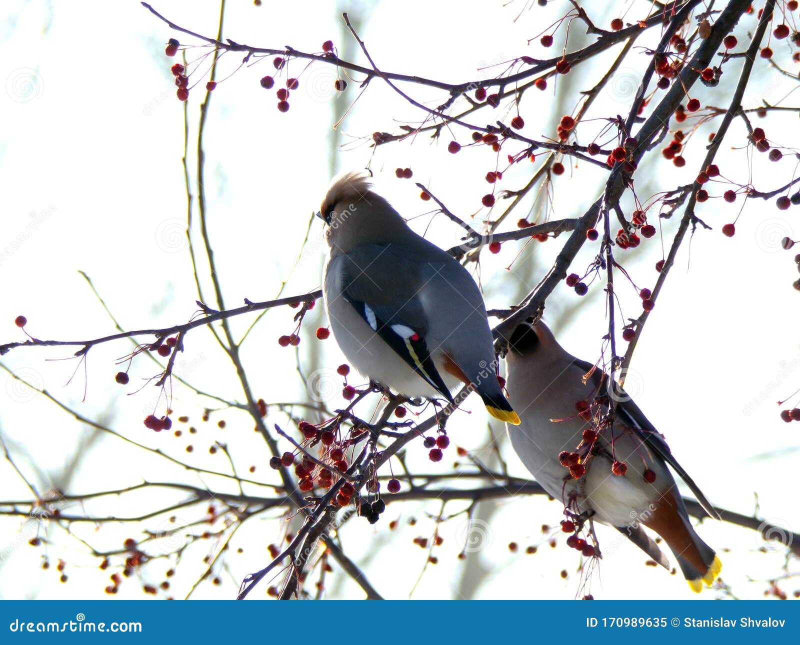 A Pair of Birds Sitting on a Tree Close-up. Stock Image - Image of ... A Pair of Birds Sitting on a Tree Close-up. Stock Image - Image of ...