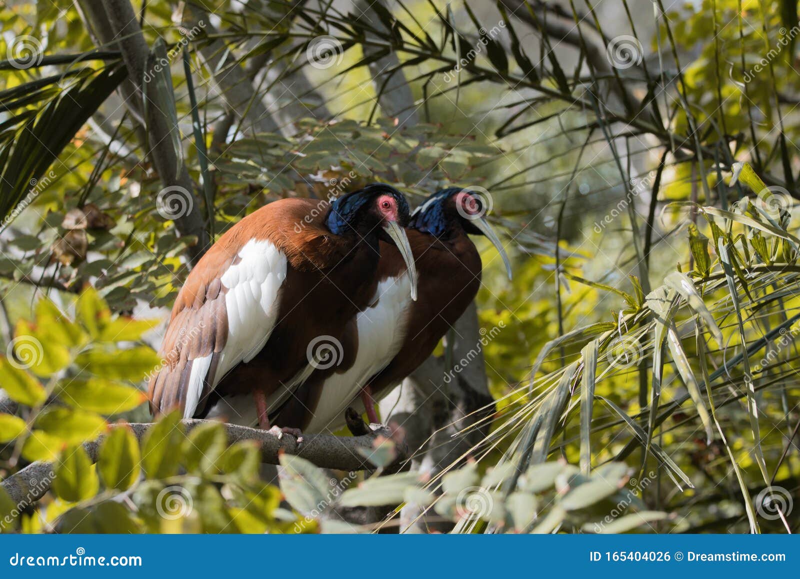 A Pair of Birds Sitting in the Trees 库存照片 - 图片 包括有 自然, 结构树: 165404026 A Pair of Birds Sitting in the Trees 库存照片 - 图片 包括有 自然, 结构树: 165404026