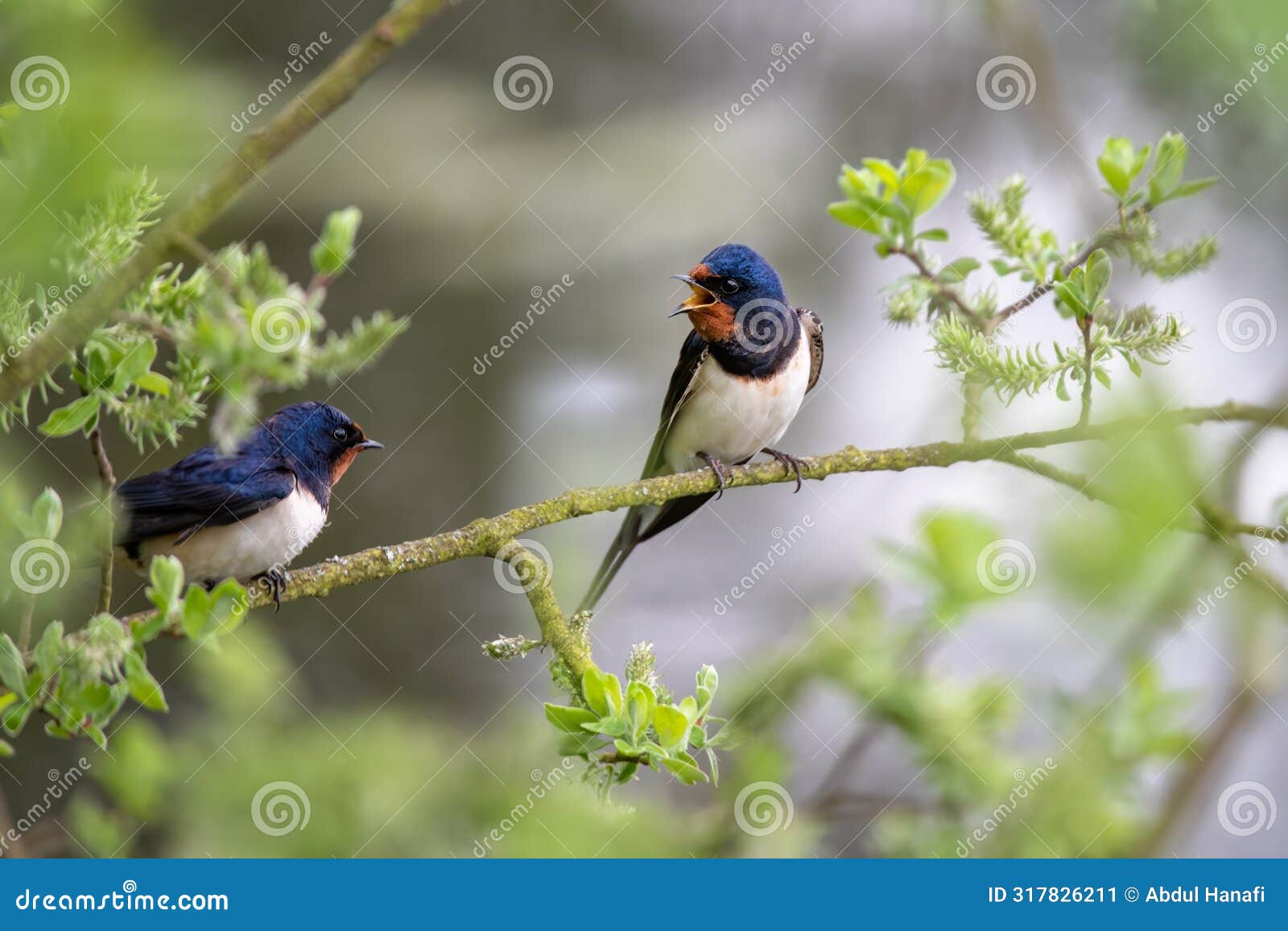 A Pair of Birds on a Tree Branch Stock Image - Image of animal ...
