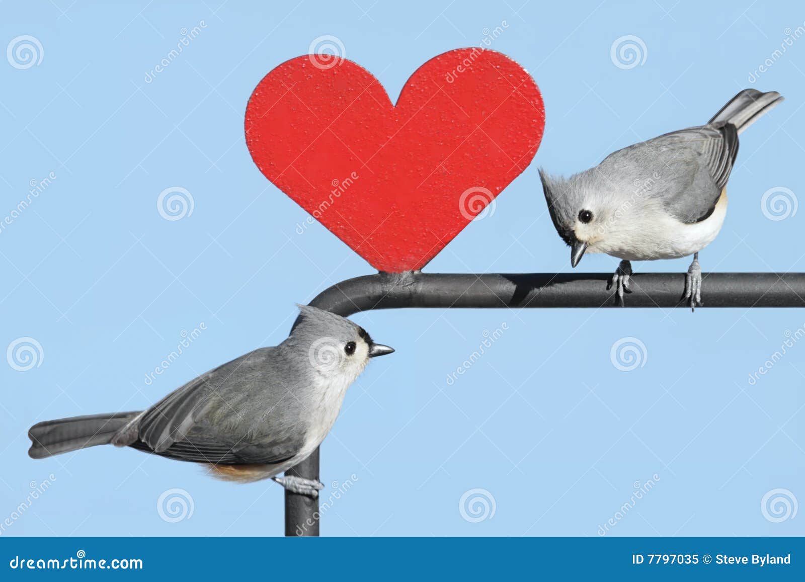 Pair of Birds with Valentine Heart Stock Image - Image of animal ...