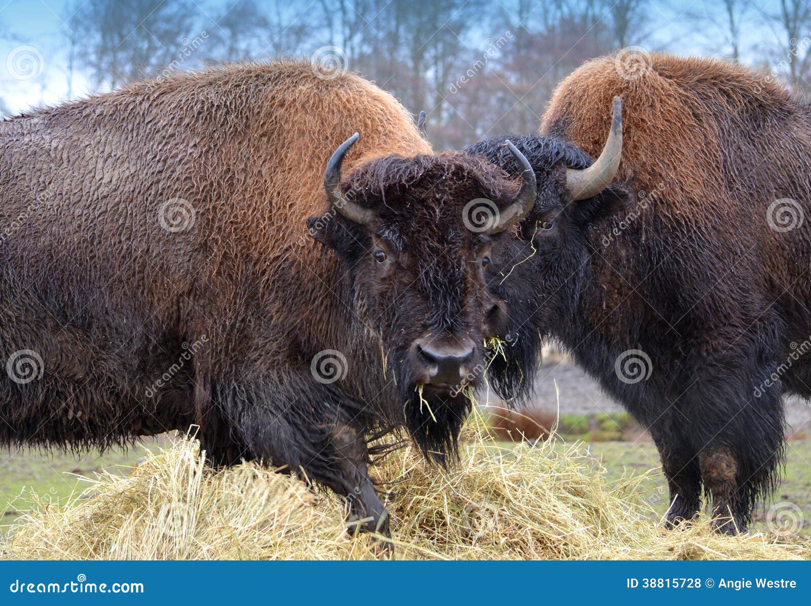 Pair of Bison stock photo. Image of pair, wildlife, graze - 38815728