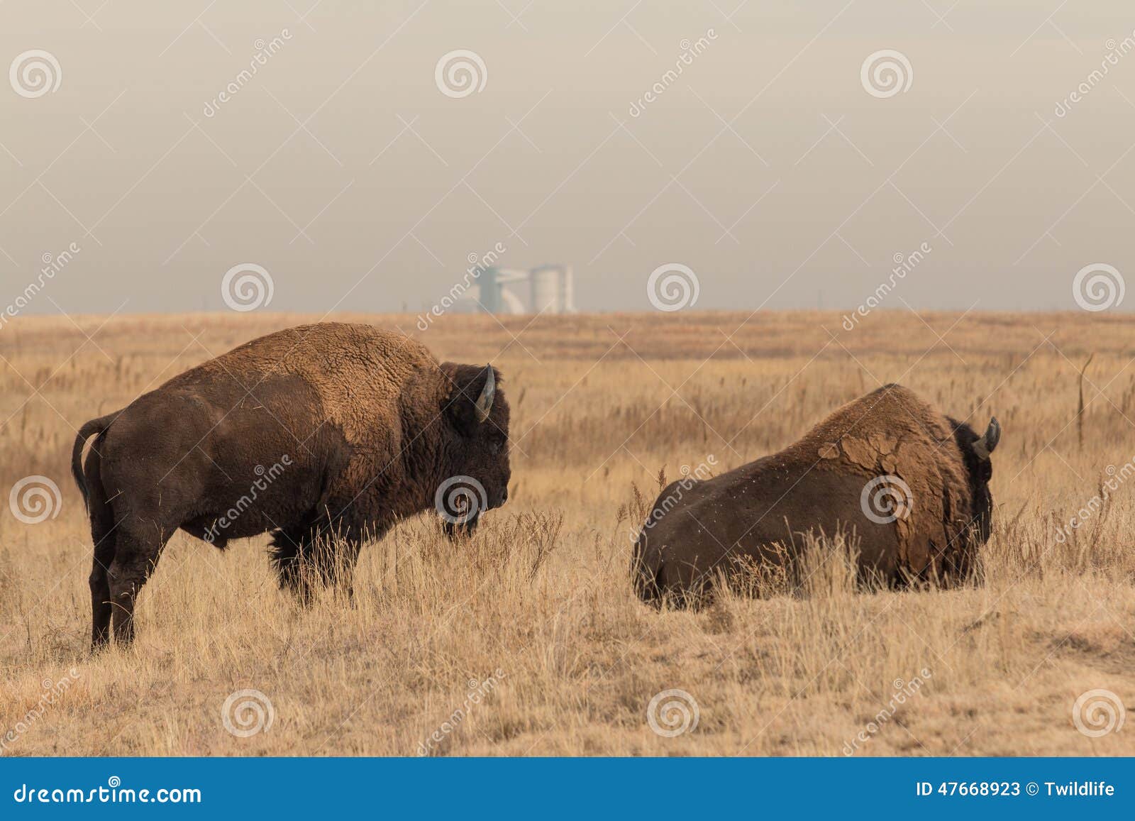 Pair of Bison Bull stock image. Image of nature, west - 47668923