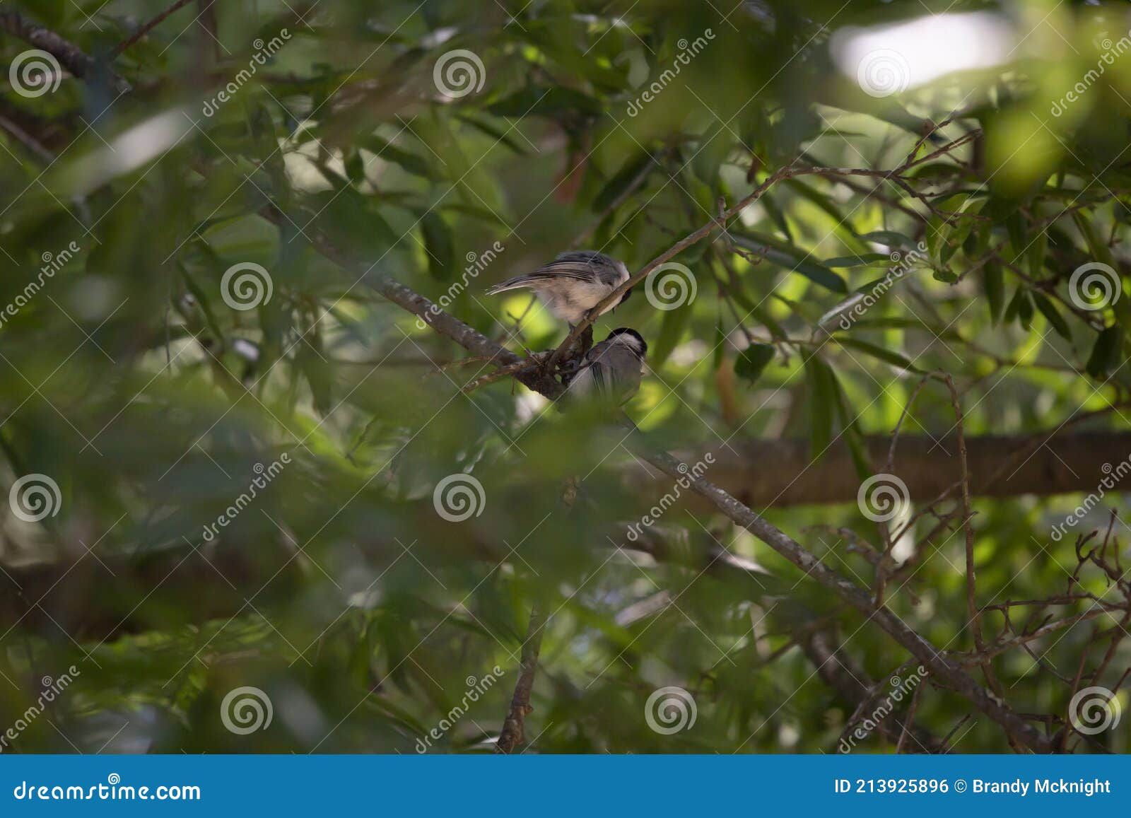 Pair of Black-Capped Chickadees Stock Photo - Image of animal ...