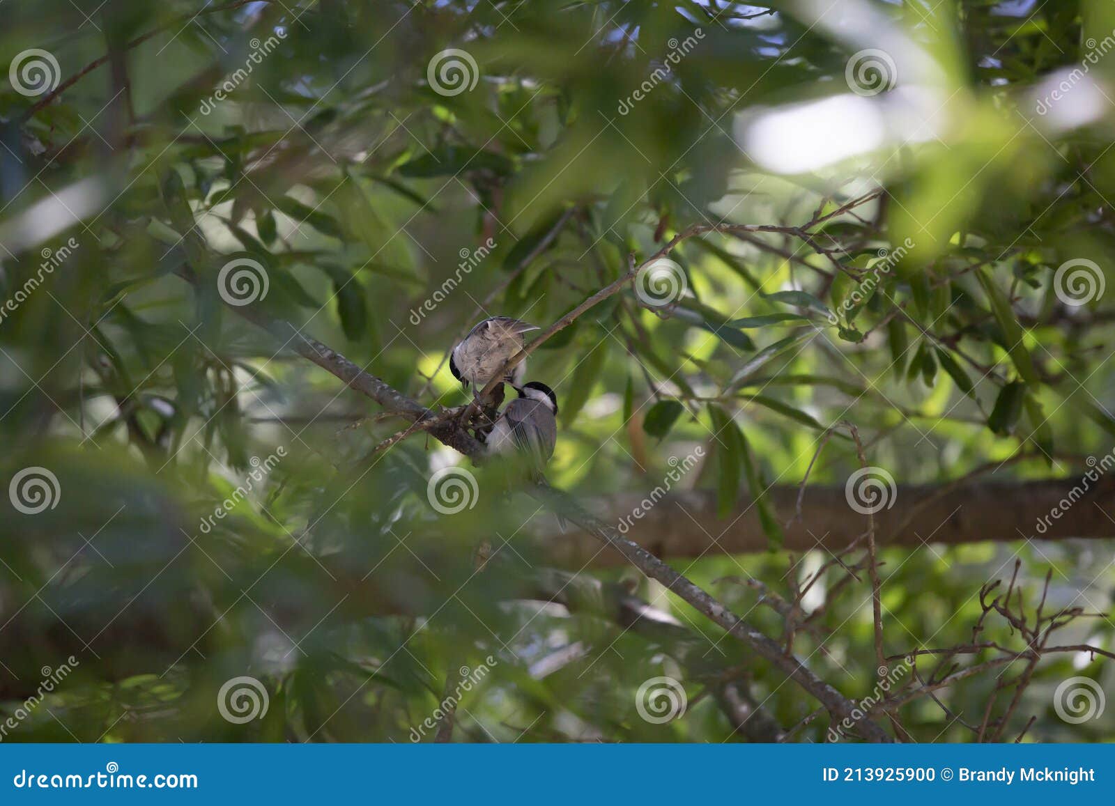 Pair of Black-Capped Chickadees Stock Photo - Image of alive, green ...