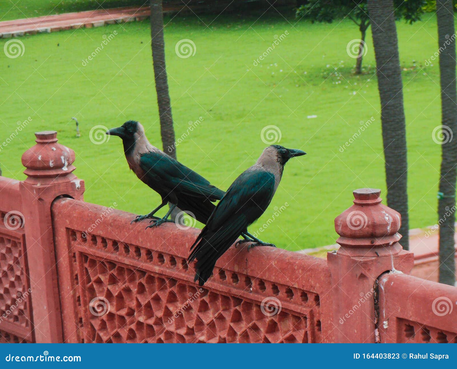 Pair of Black Crow on the Wall, Black Crows Sitting Opposite Each Other ...