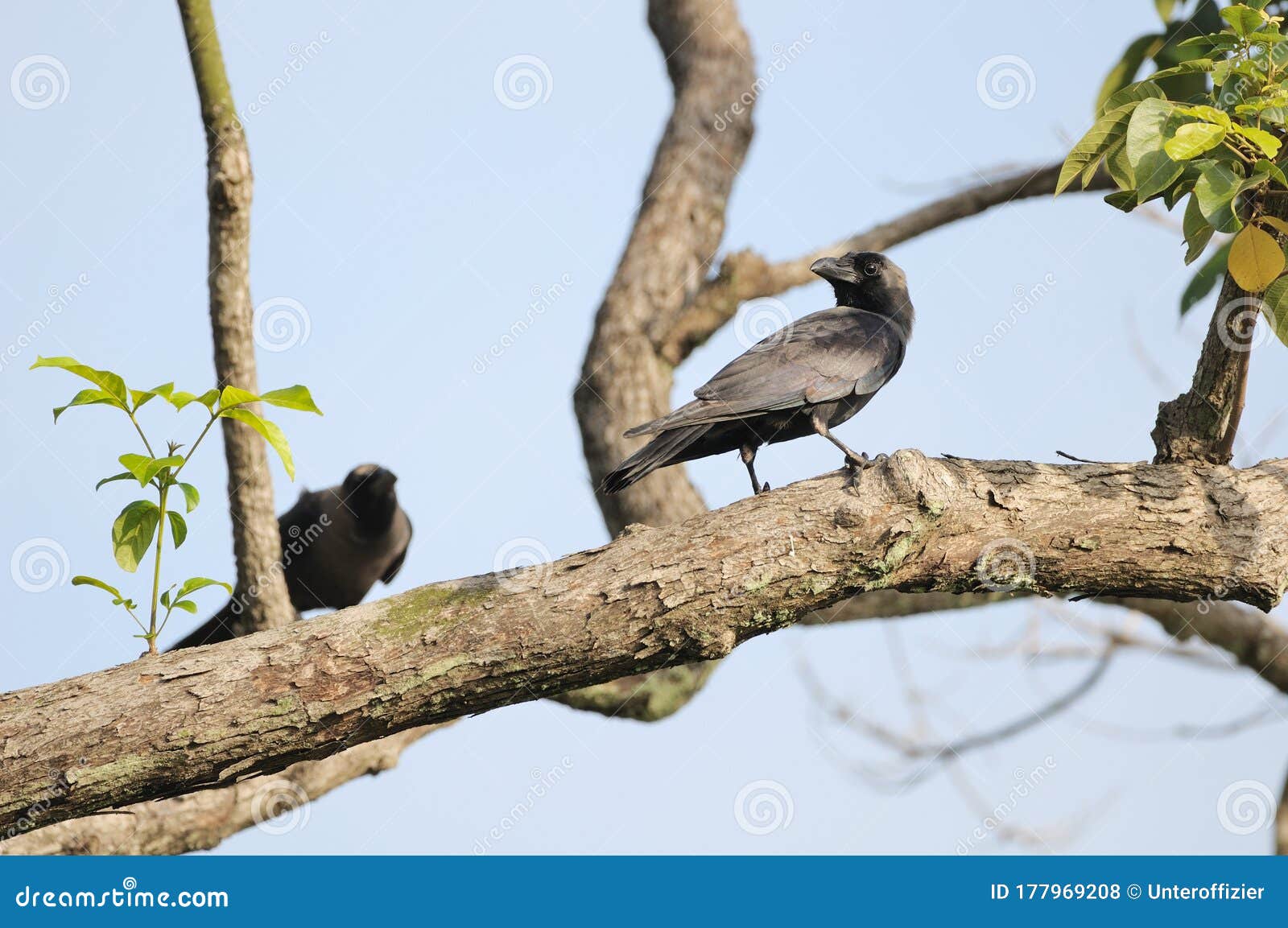 A Pair of Black Crows Perched on the Top of Tree Branches Stock Photo ...