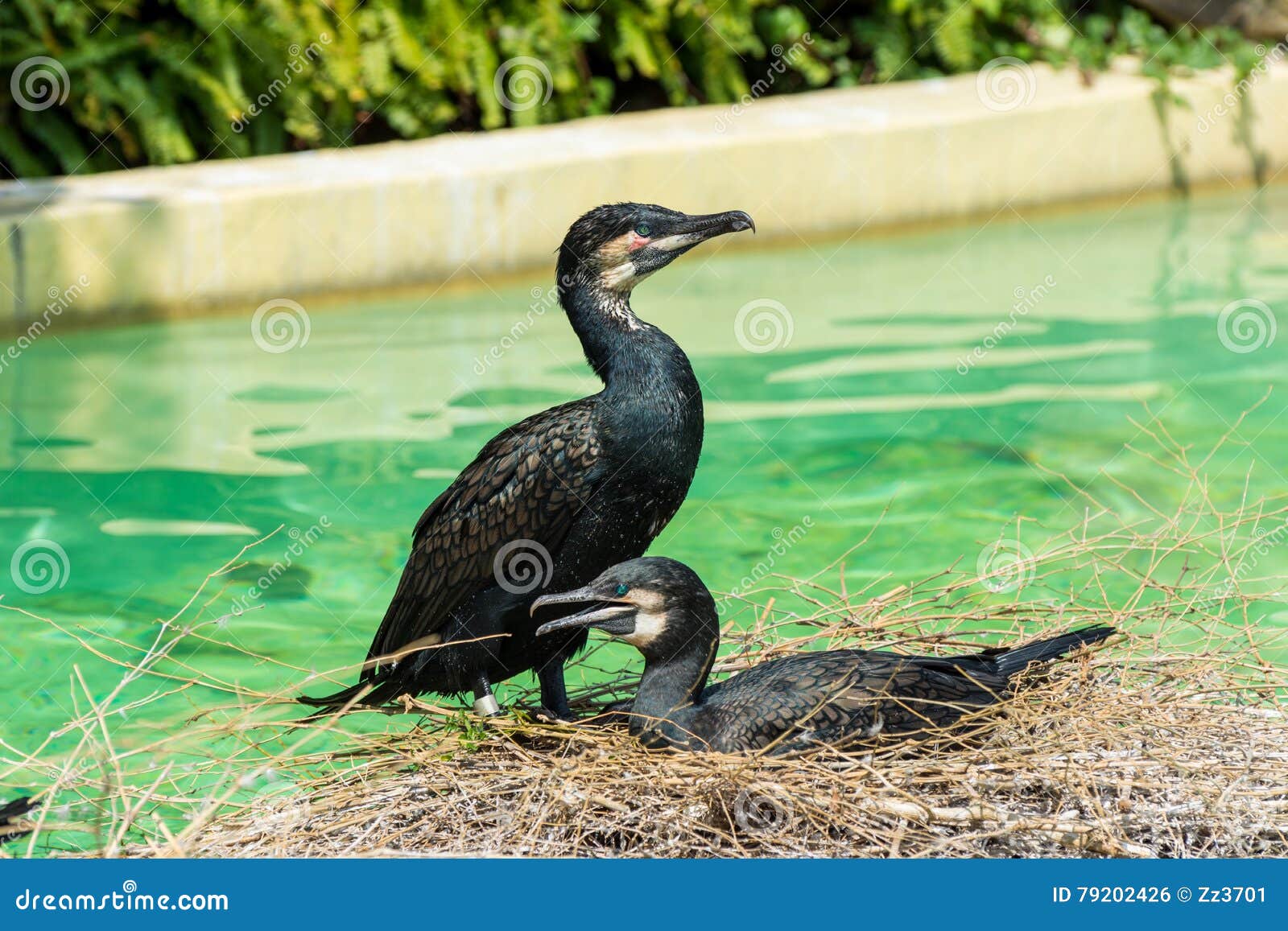 A Pair of Black Great Cormorants Stock Photo - Image of lake, nature ...