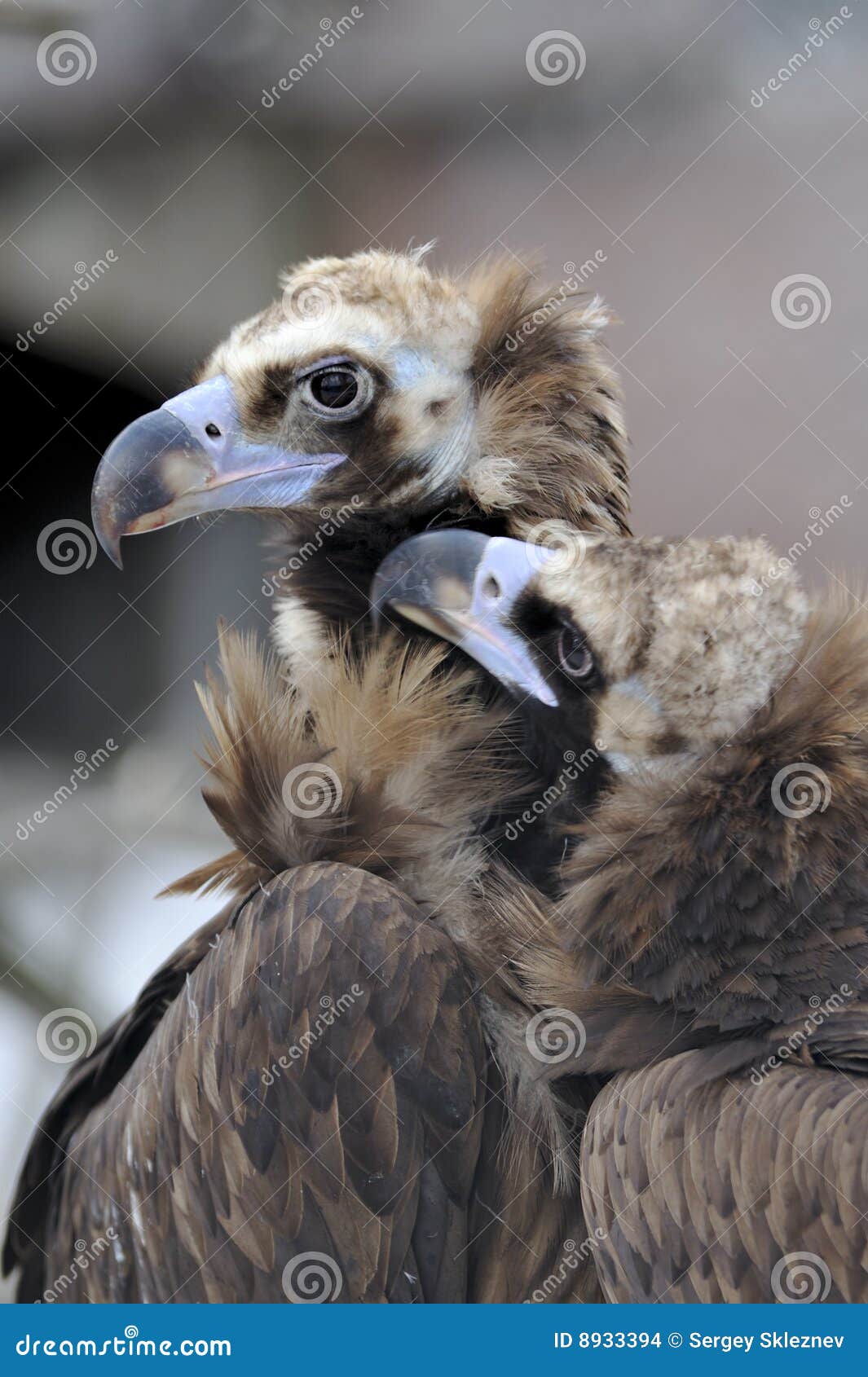 Pair of black griffons stock photo. Image of scavengers - 8933394