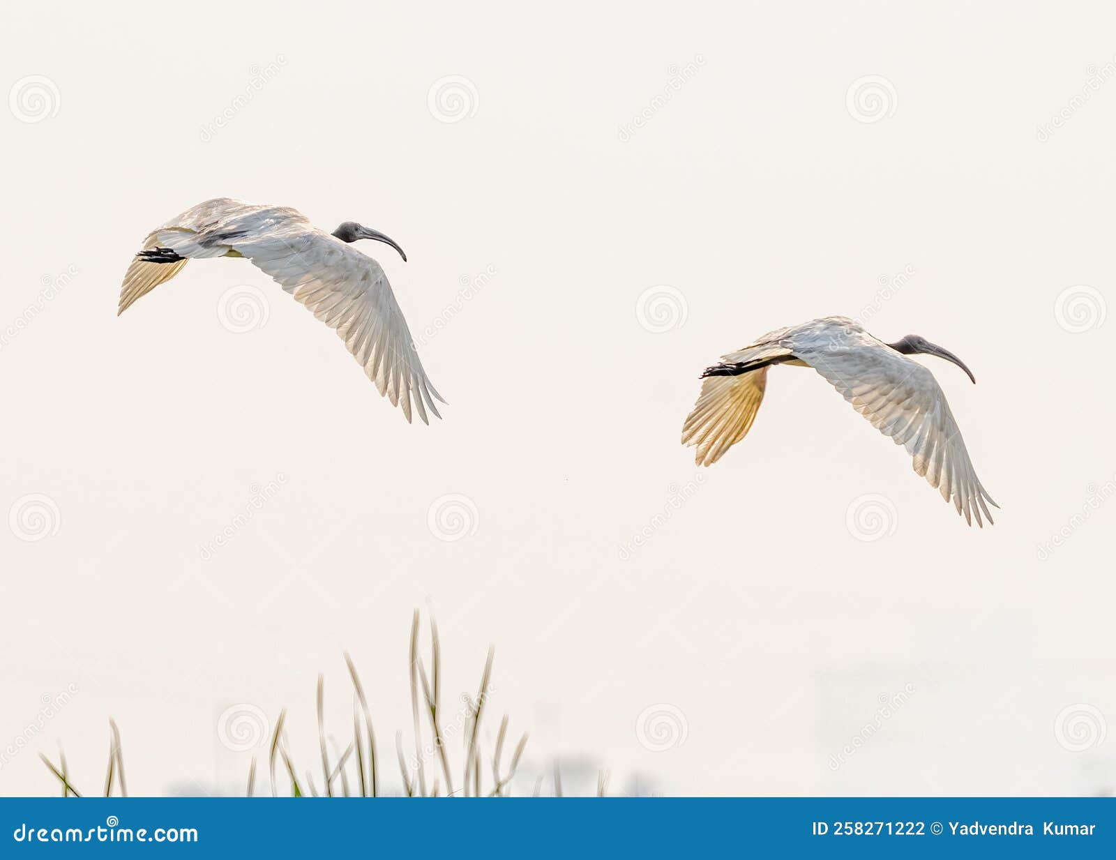 A Pair of Black Headed Ibis Flying with Wings Down Stock Photo - Image ...
