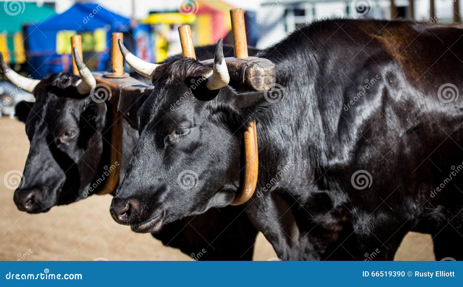 Pair of black horned bull stock photo. Image of fair - 66519390