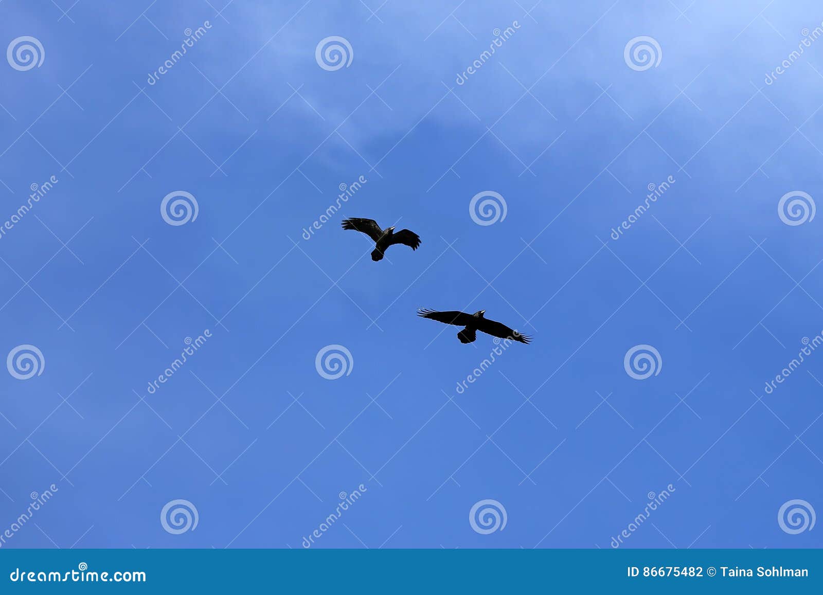 Pair of Black Ravens on Blue Sky Stock Photo - Image of birds ...
