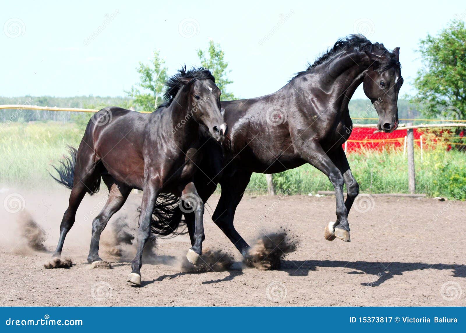 Two Stallions Stock Photography | CartoonDealer.com #2389214
