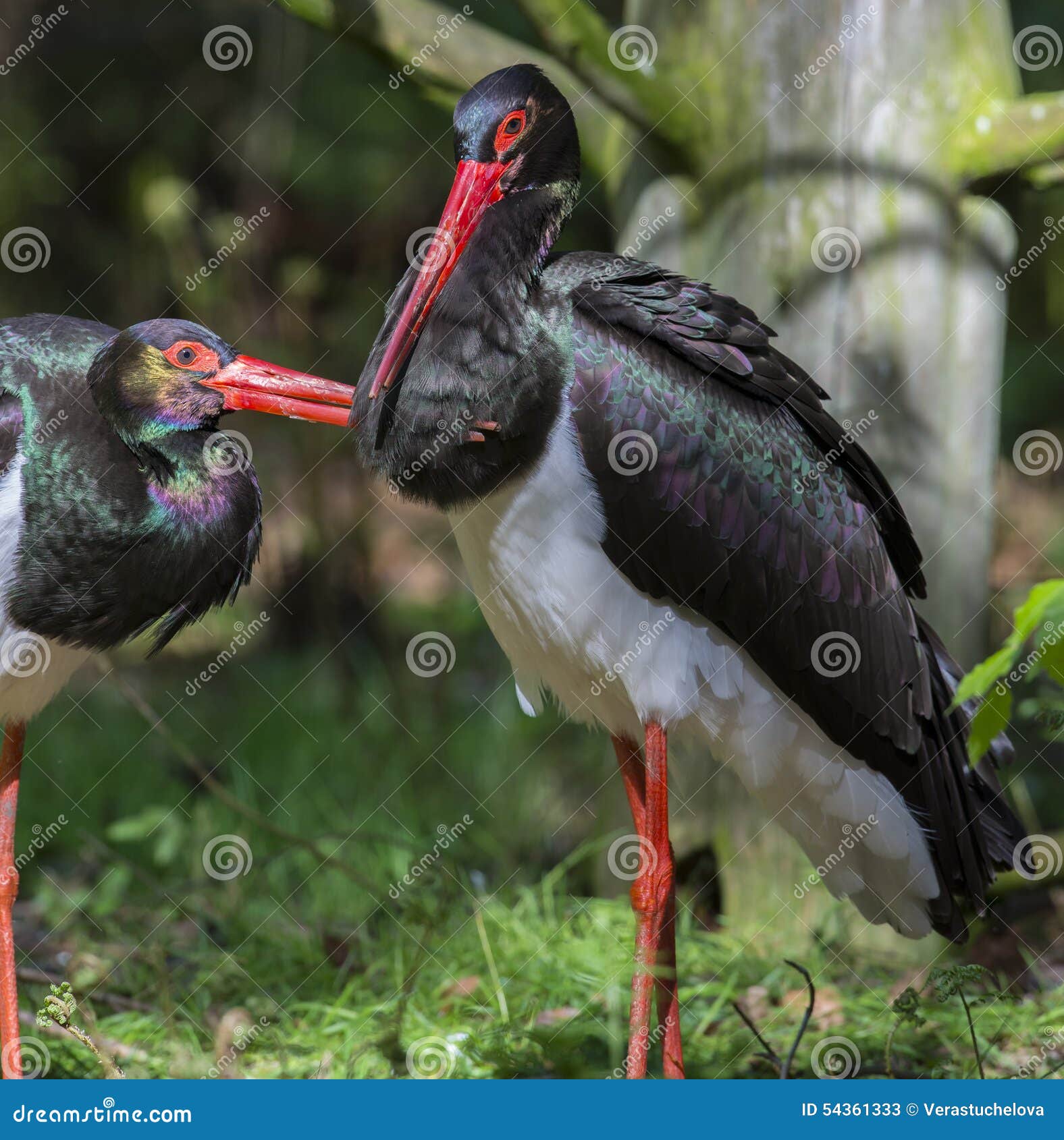 Pair of black storks stock image. Image of europe, animal - 54361333