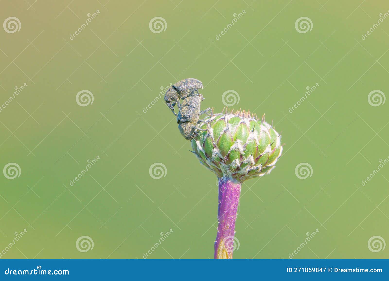 Mating weevil stock image. Image of beetle, mating, nature - 271859847