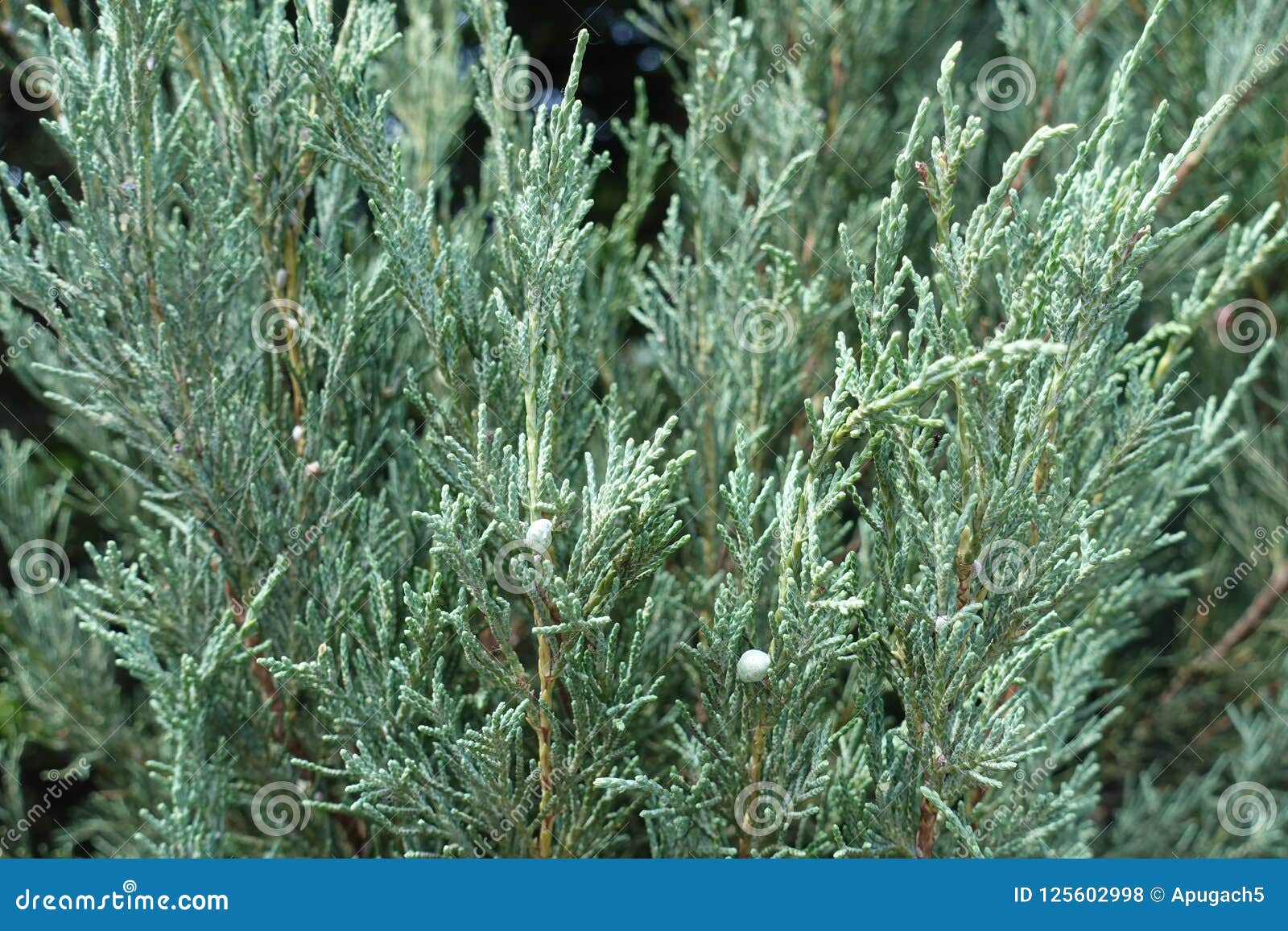 Chinese Pfitzer Juniper Is Golden Juniperus Chinensis Pfitzeriana Aurea ...