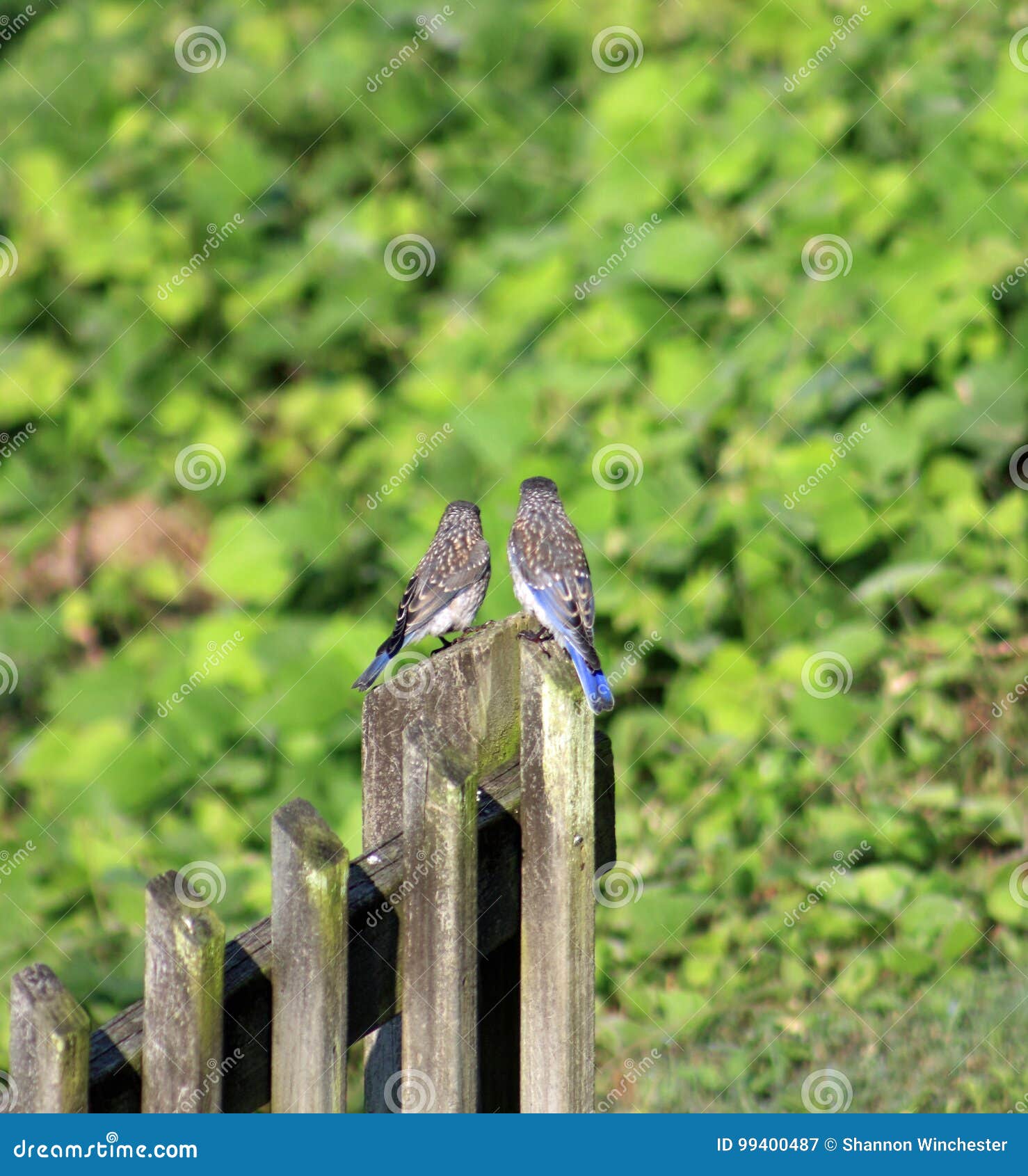 Bluebirds on a post stock image. Image of nature, outdoors - 99400487