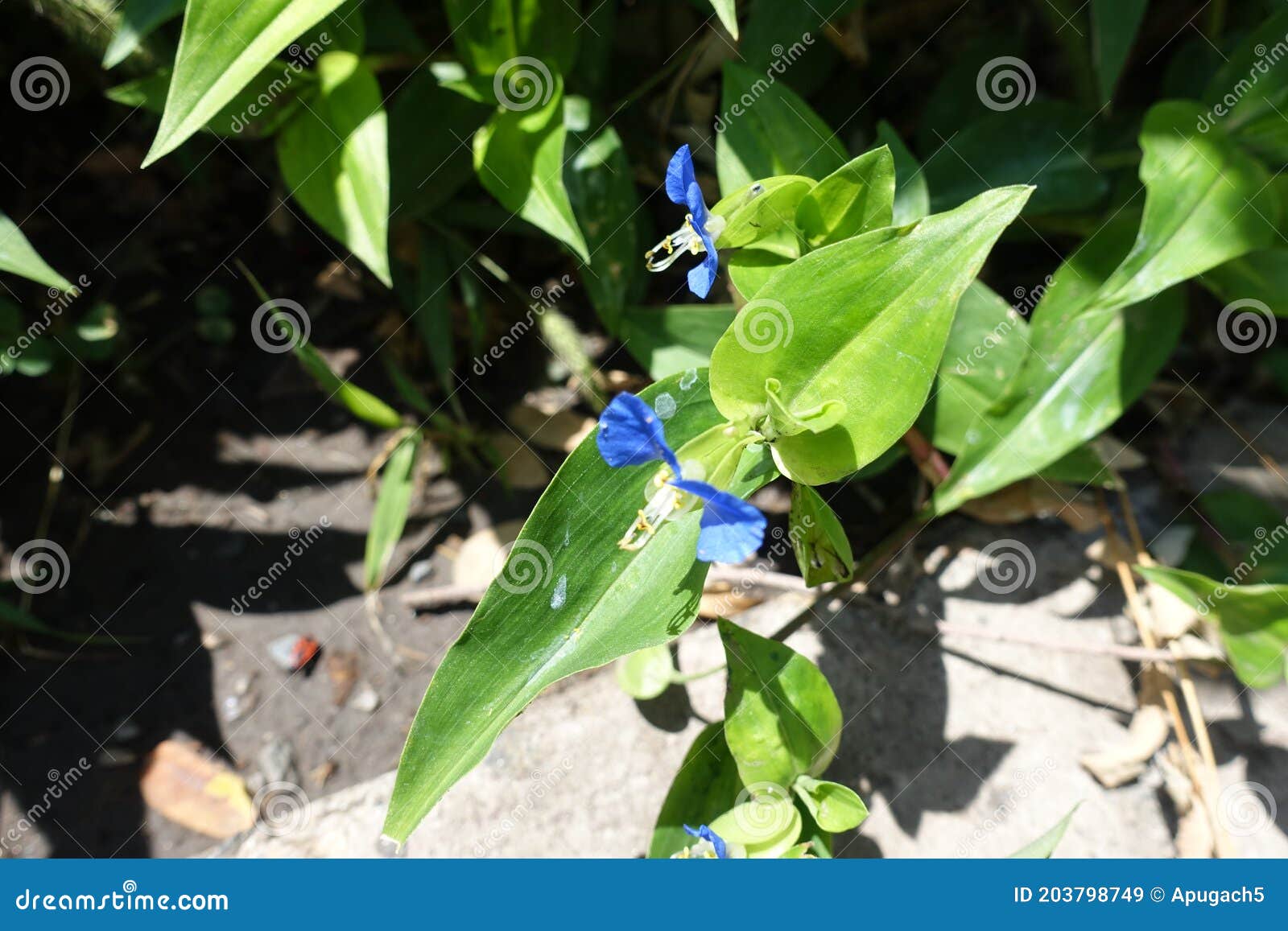 Pair of Blue Flowers of Commelina Communis Stock Image - Image of ...