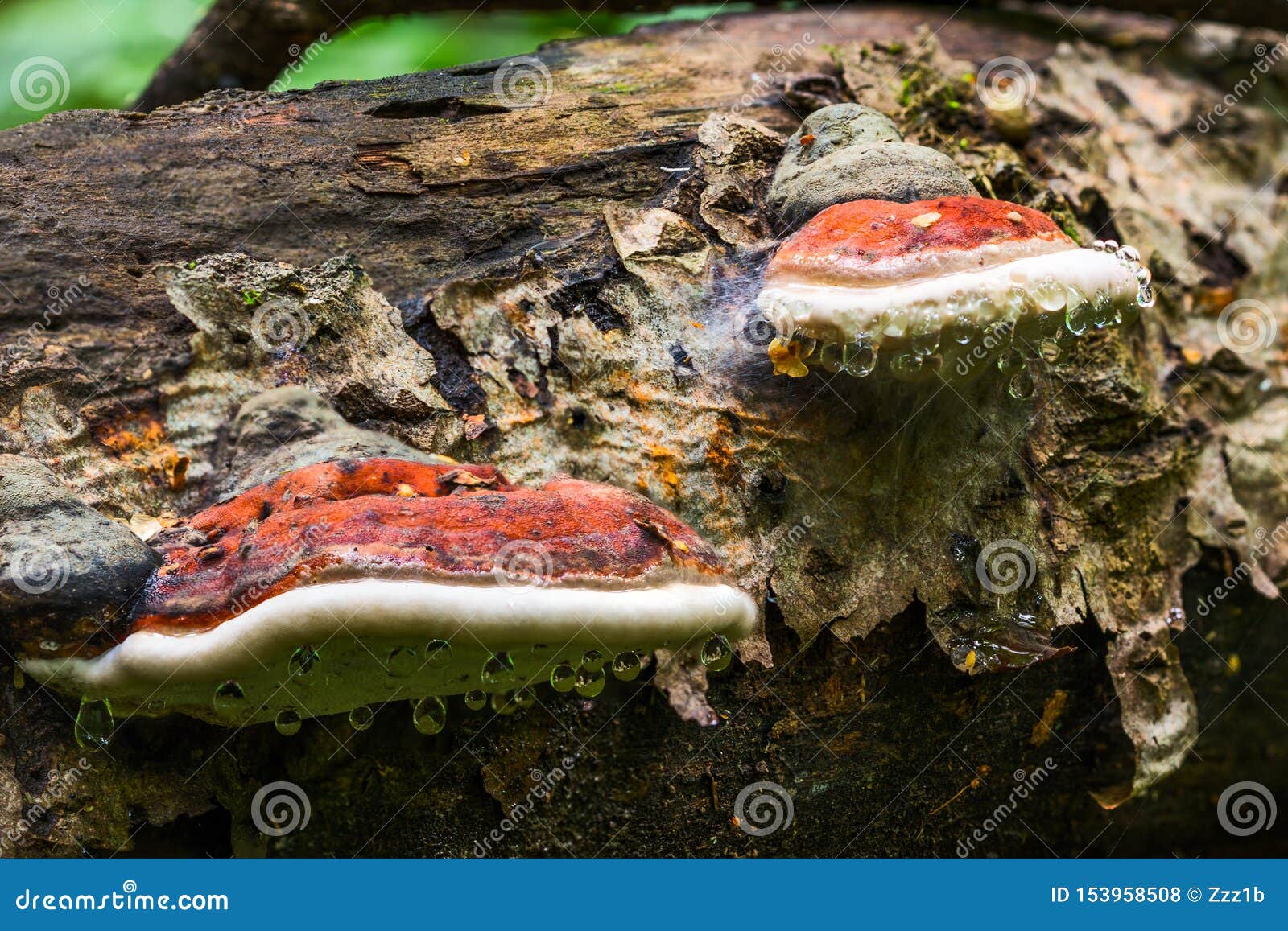 A Pair of Bracket Fungus Ganoderma Applanatum on Deat Tree Trunk with ...