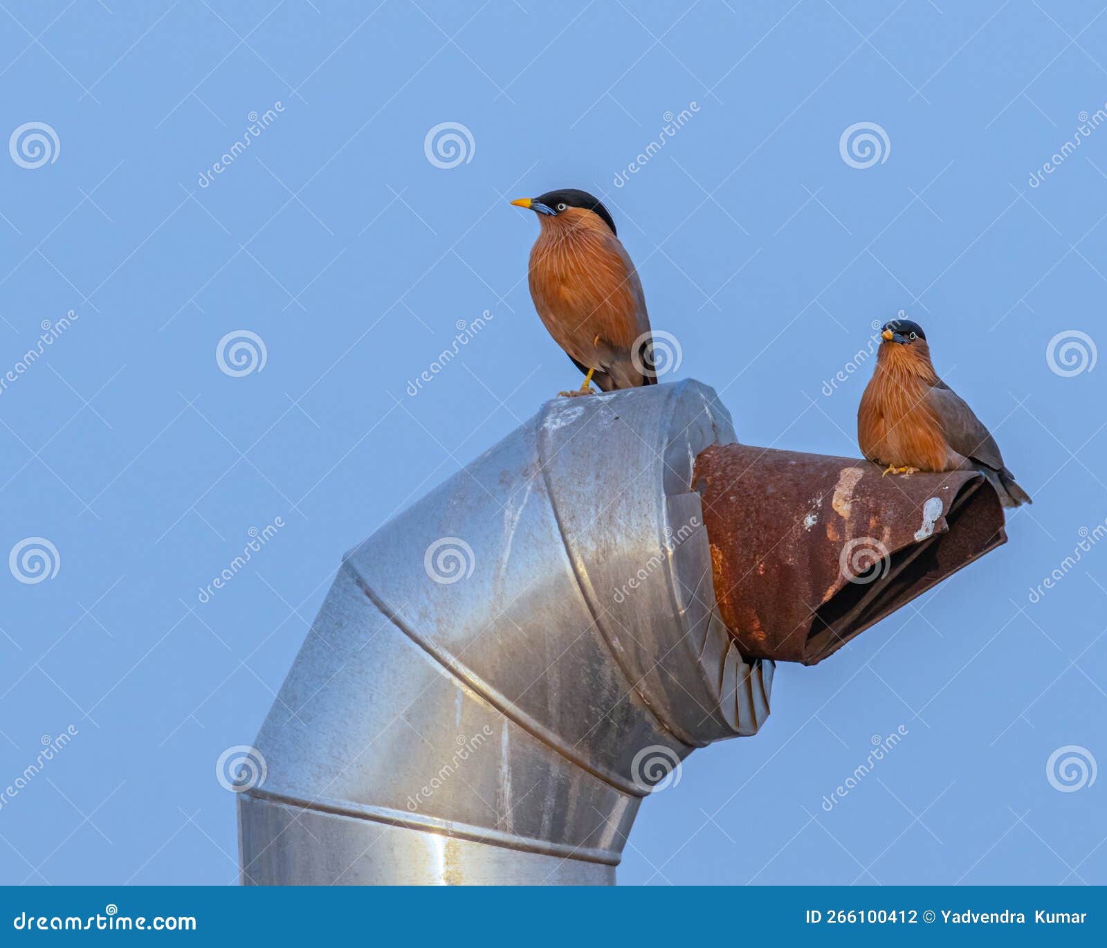 A Pair of Brahminy Starling Stock Photo - Image of blue, perched: 266100412