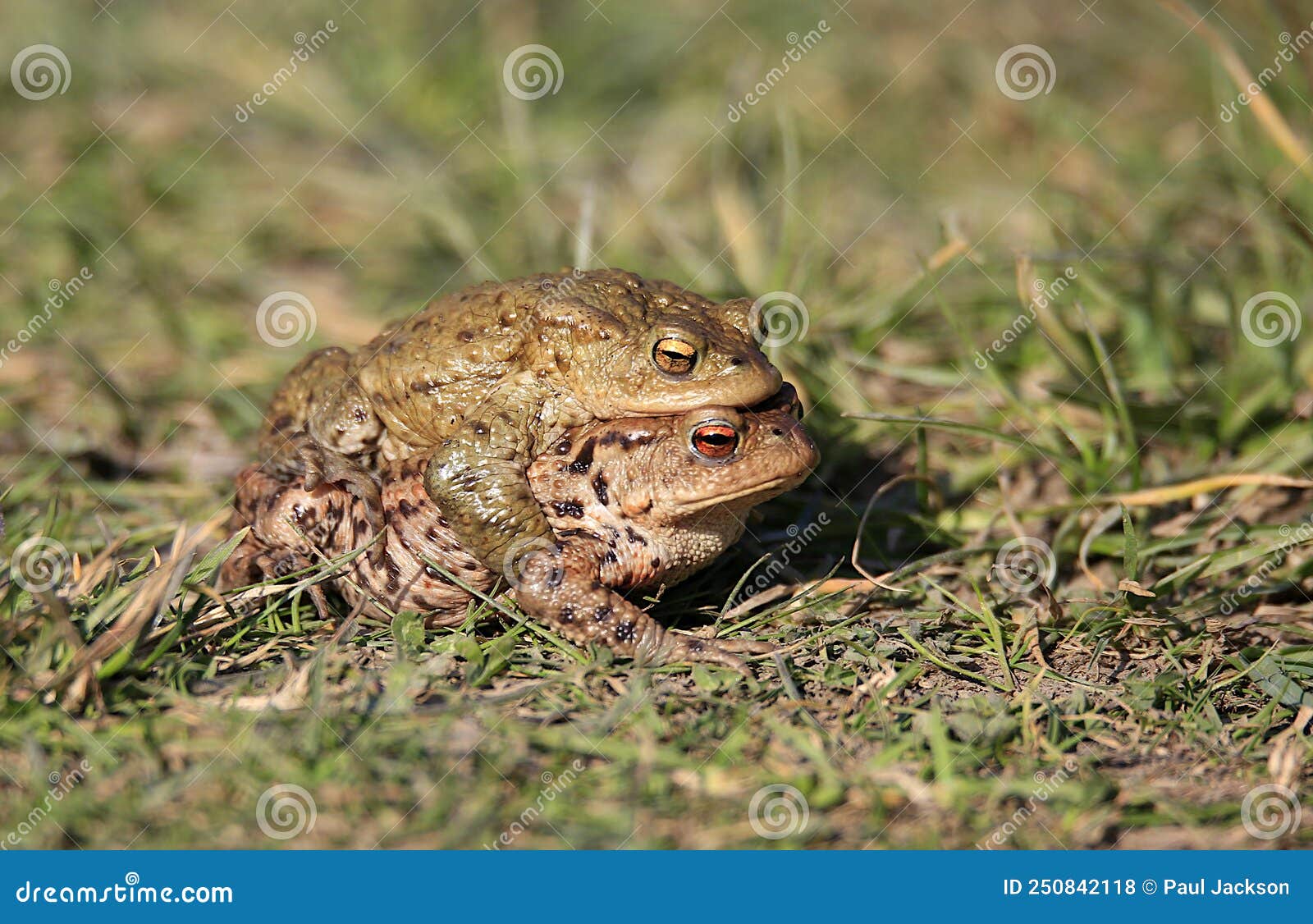 A Pair of Breeding Common Toads, with the Male on the Back of the ...
