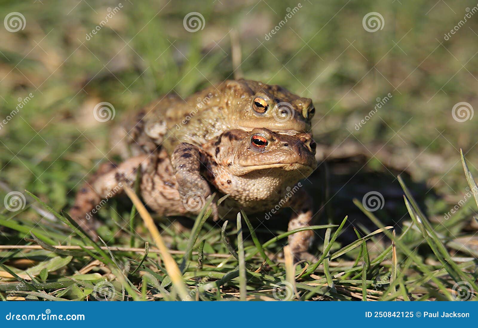 A Pair of Breeding Common Toads, with the Male on the Back of the ...