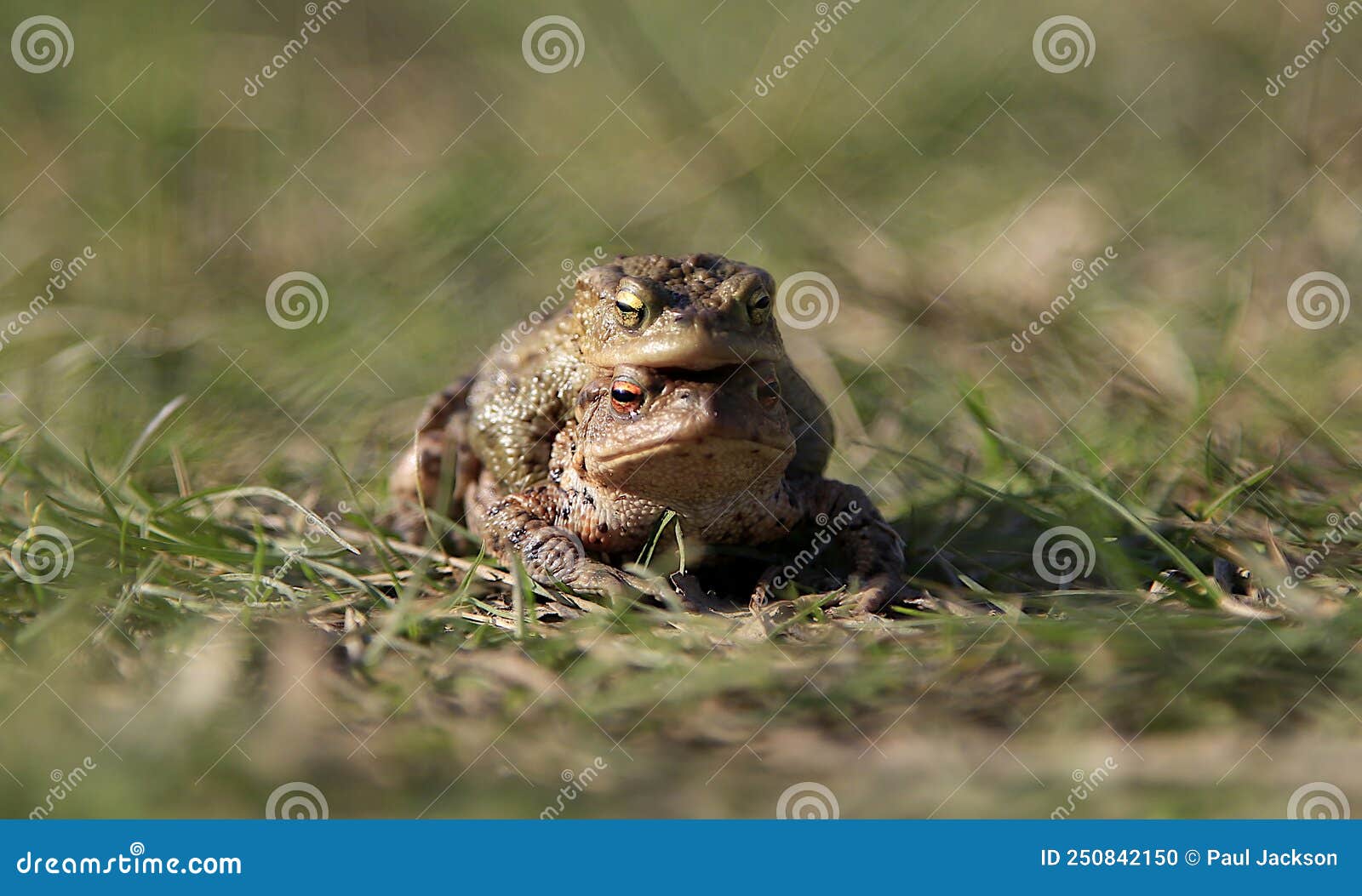 A Pair of Breeding Common Toads, with the Male on the Back of the ...