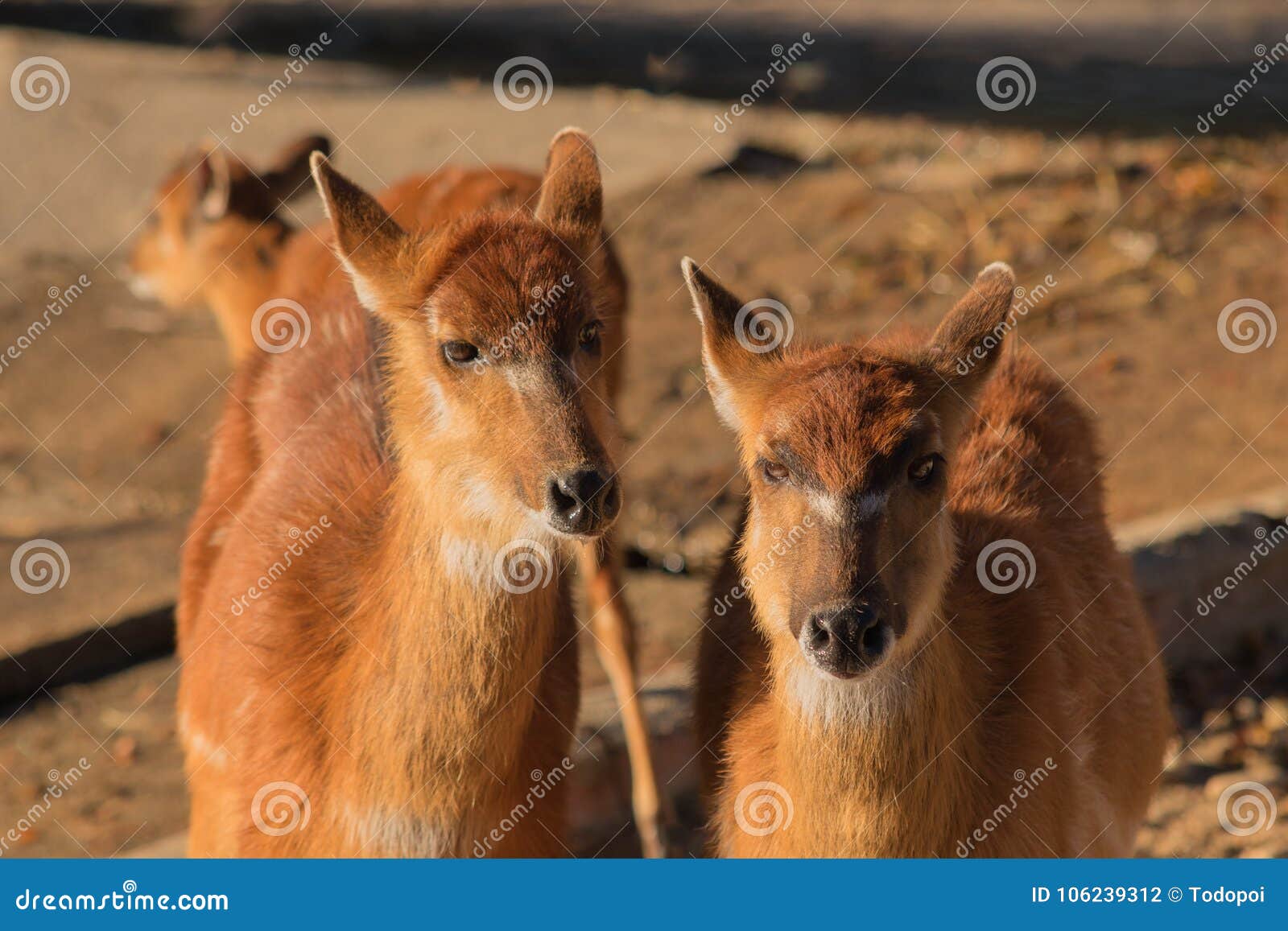 Pair Of Brown Antelopes In The Sand Looking At Camera Stock Photo ...
