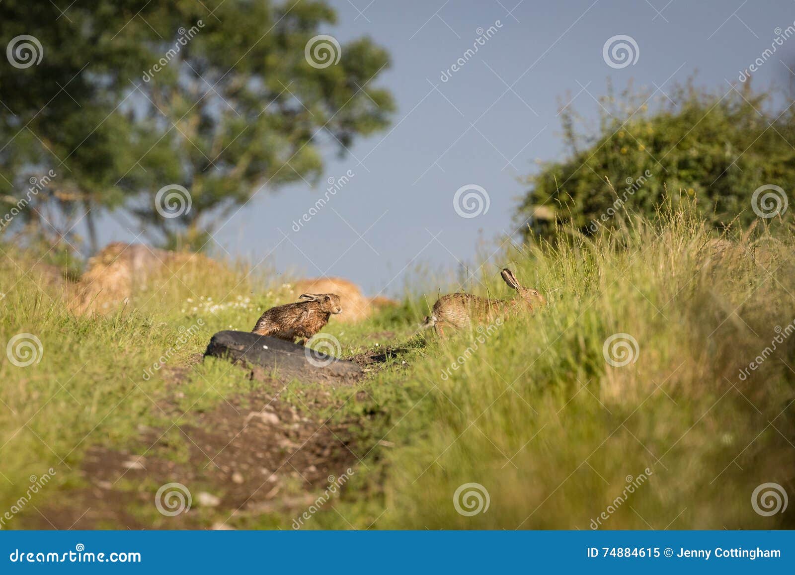Hare Running High Speed Stock Photos - Free & Royalty-Free Stock Photos ...