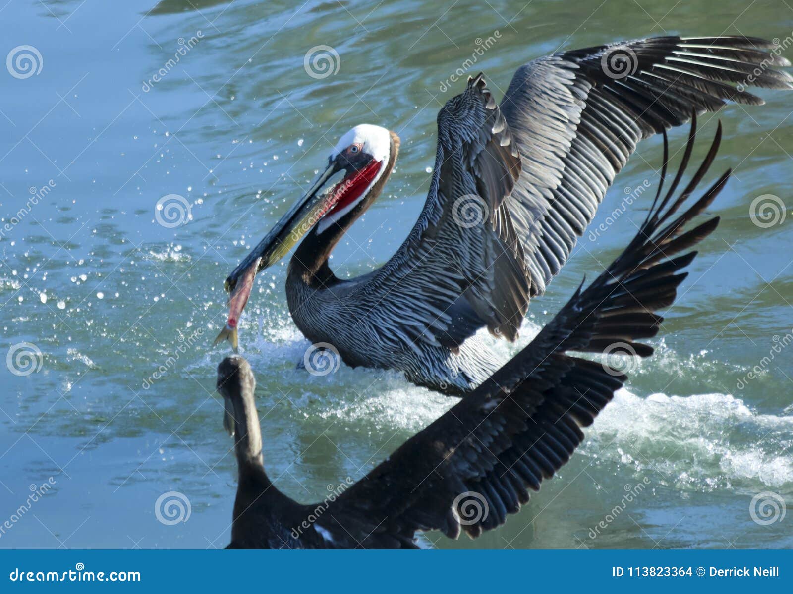 A Pair of Brown Pelicans Squabble Over a Fish Stock Photo - Image of ...