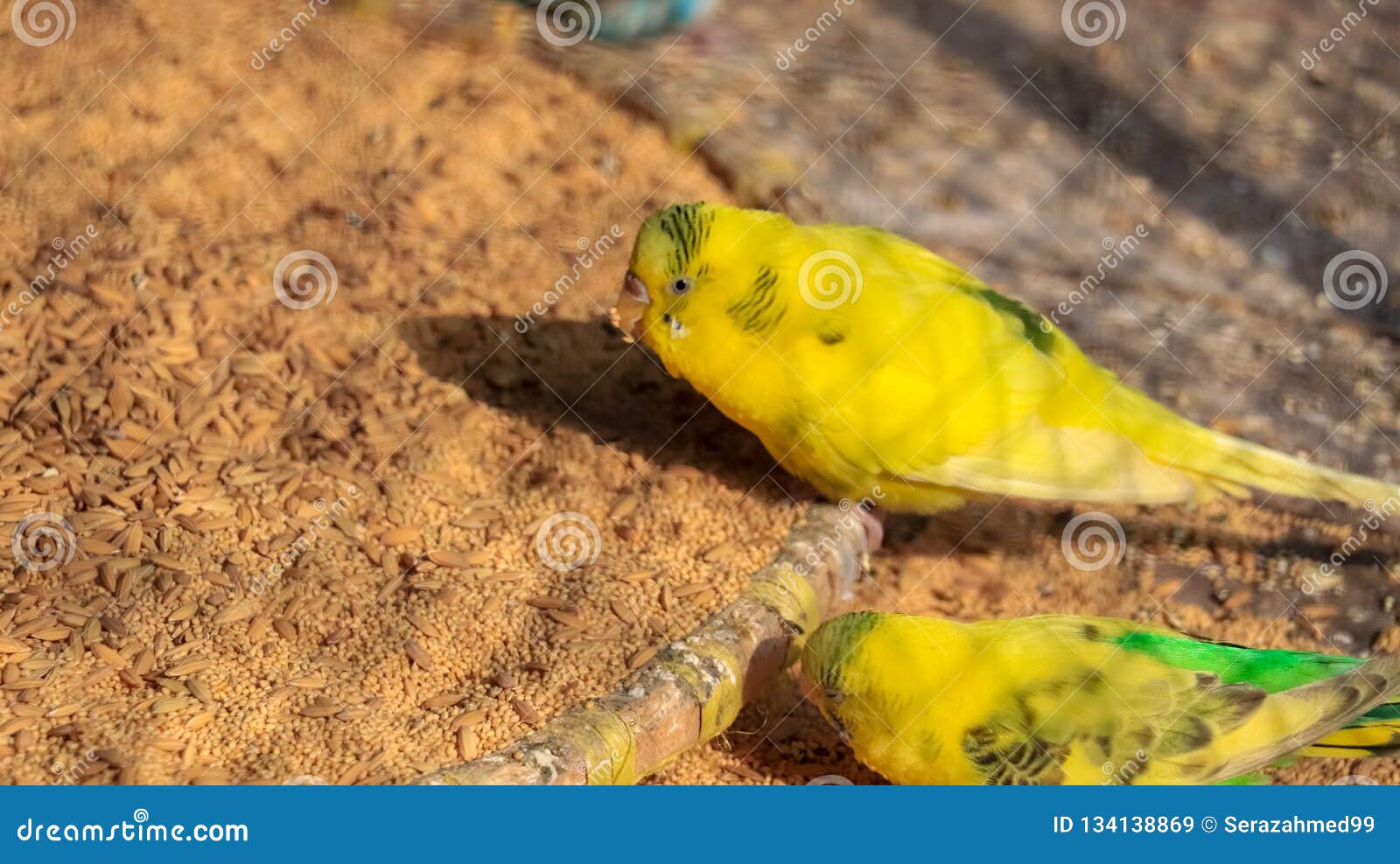Budgerigar or budgie stock image. Image of geese, colorful - 134138869