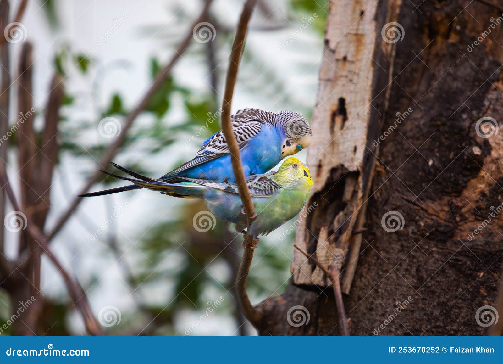 Budgies Mating