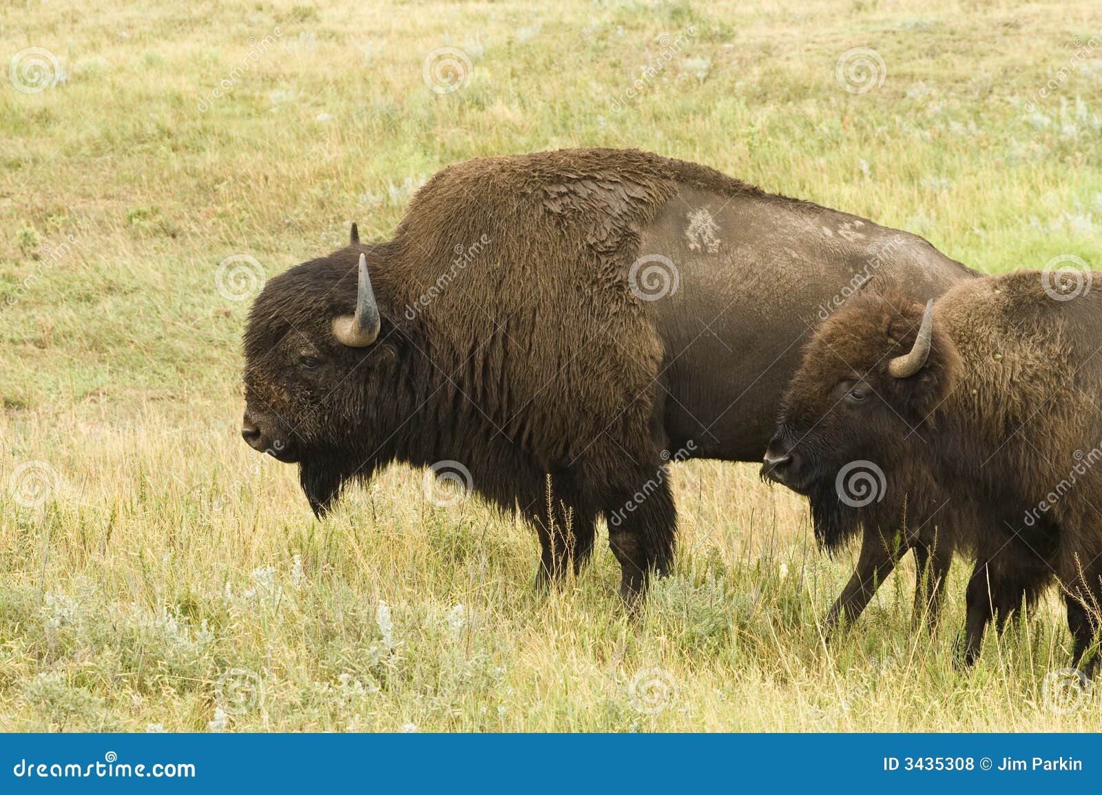 Pair of Buffalo stock photo. Image of herd, mammal, wild - 3435308