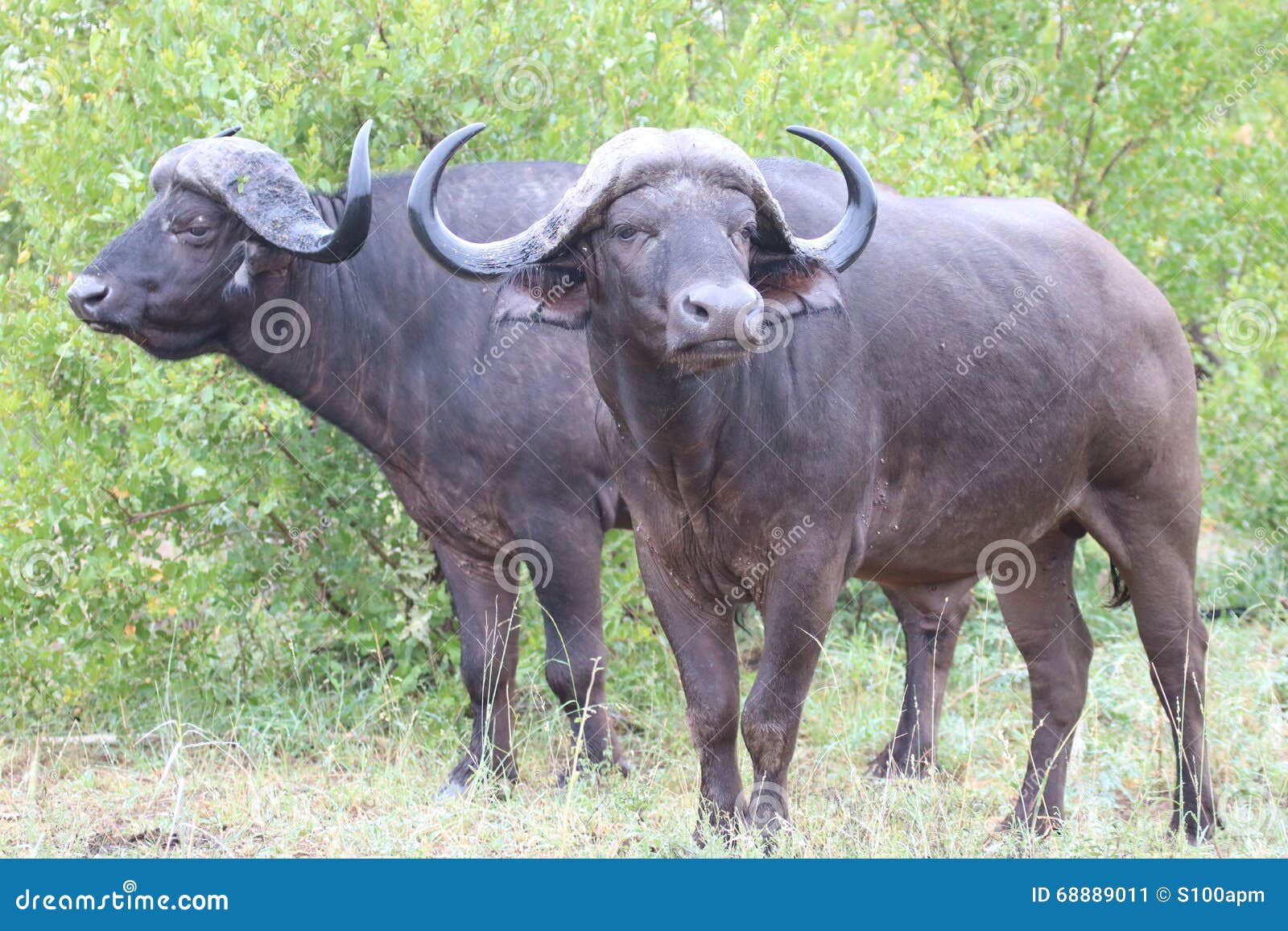 Pair of Buffalo stock image. Image of male, buffalo, horn - 68889011