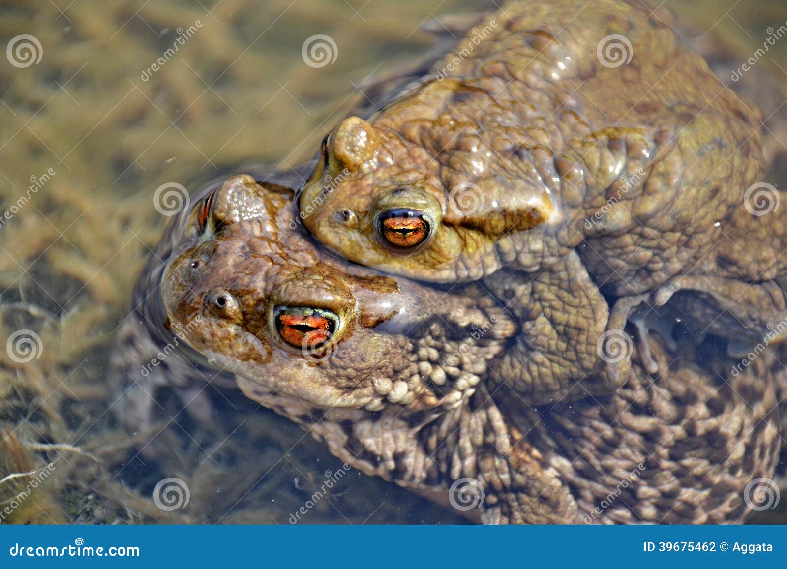 Pair of Bufo Bufo stock photo. Image of frog, clasp, breathe - 39675462