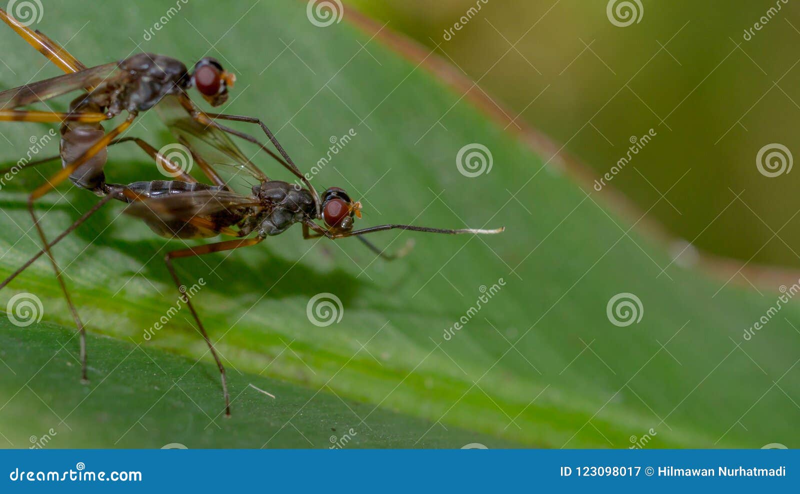 A Pair of Bugs Making Love on a Green Leaf Stock Image - Image of ...