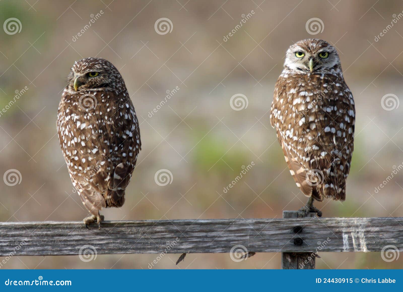 Pair of Burrowing Owls in Cape Coral, Florida Stock Image - Image of ...