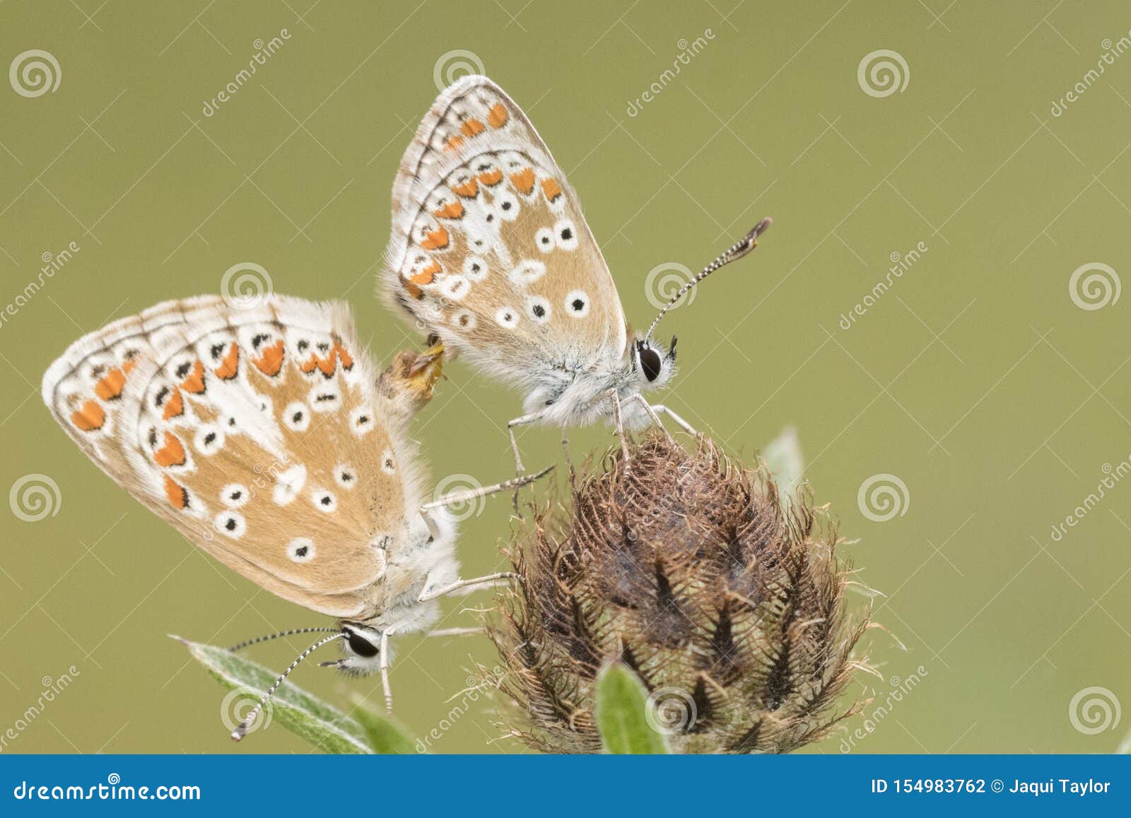 Butterflies Mating on Southampton Common Stock Photo - Image of ...