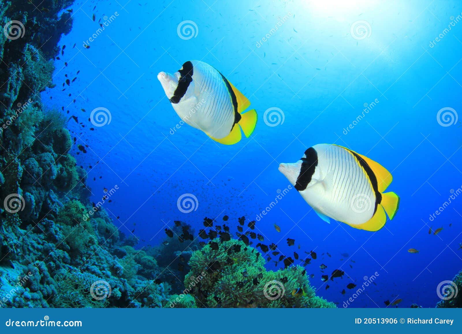 Pair of Butterflyfish stock photo. Image of marine, hard - 20513906
