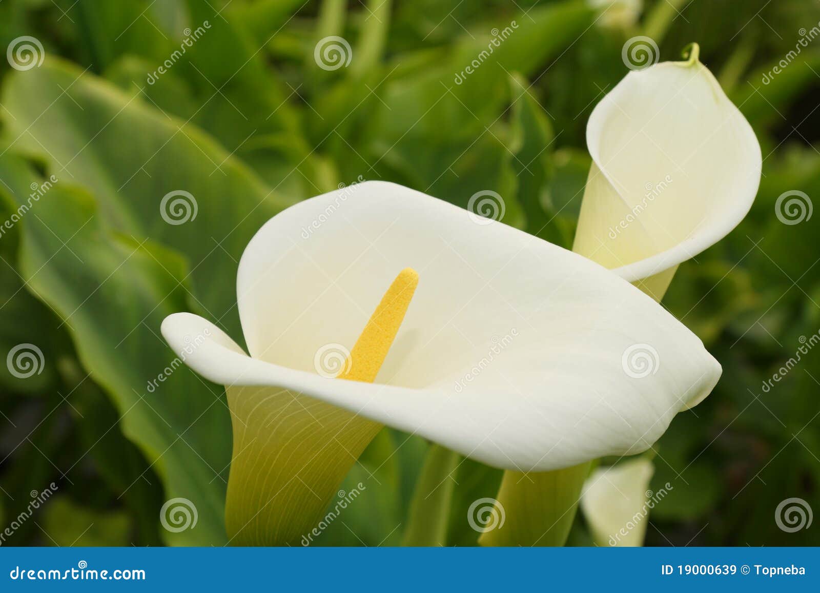 Pair of calla lilies stock image. Image of lily, floral - 19000639