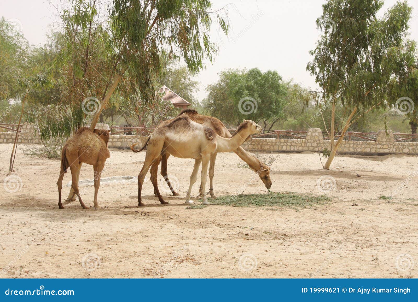 A pair of camels with calf stock image. Image of arabian - 19999621