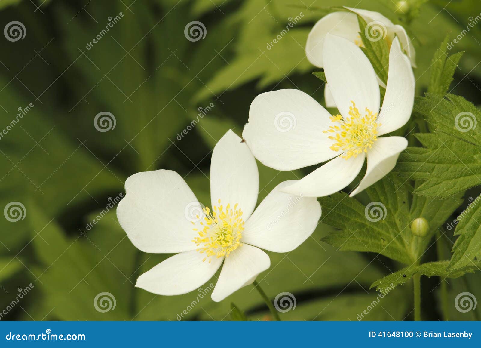 Pair of Canada Anemones Blooming in Spring Stock Photo - Image of ...