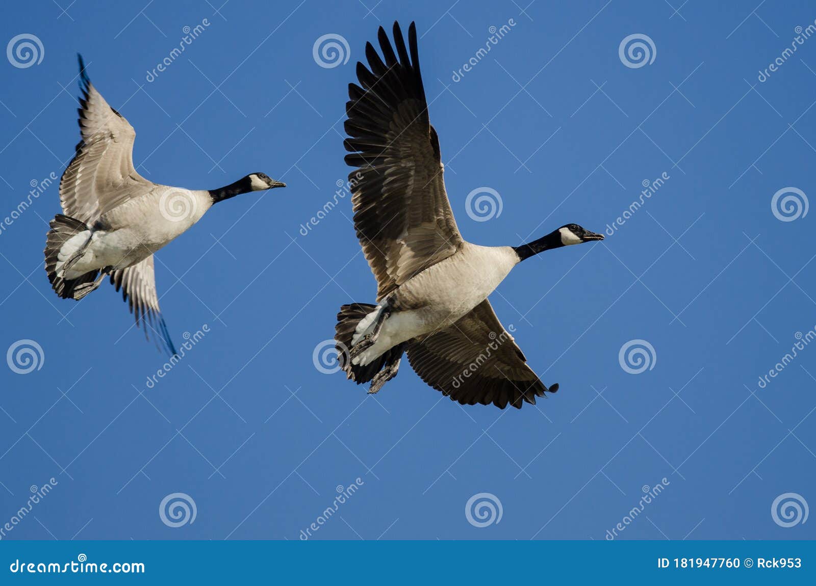 Pair of Canada Geese Flying in a Blue Sky Stock Photo - Image of ...