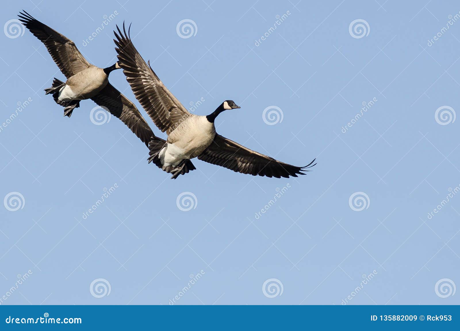 Pair of Canada Geese Flying in a Blue Sky Stock Image - Image of ...