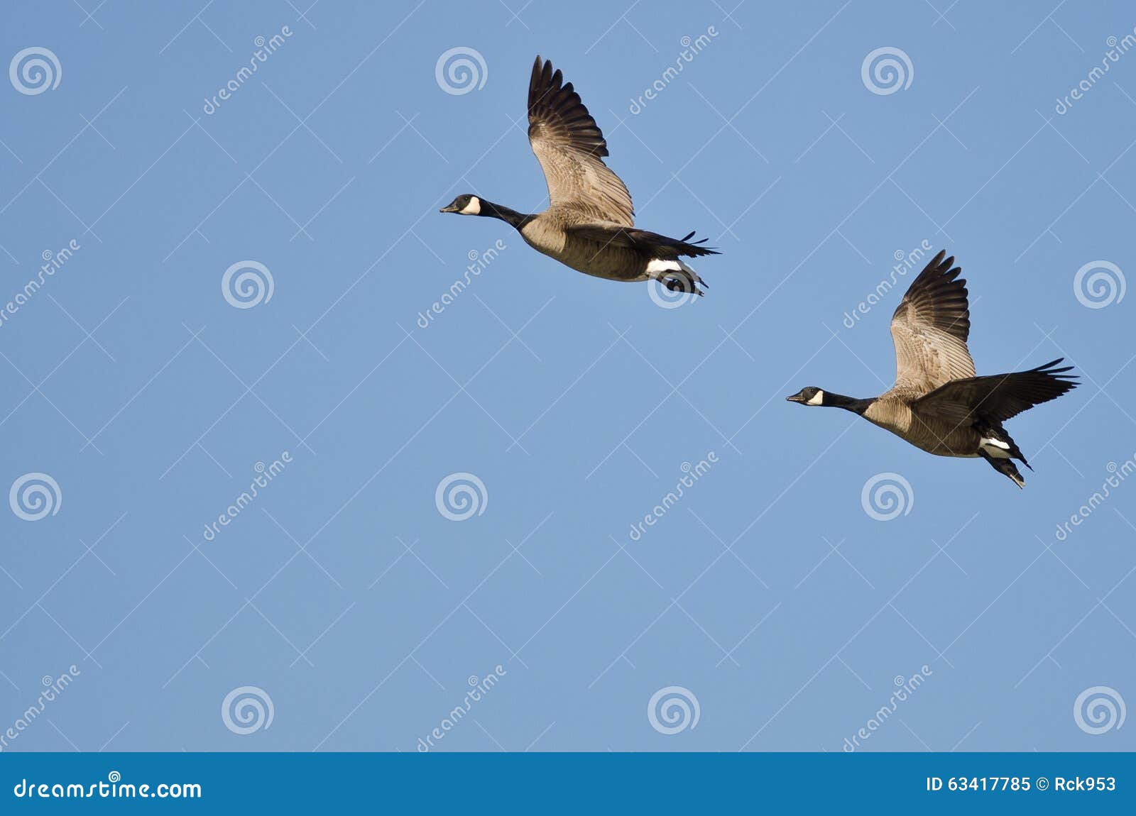 Pair of Canada Geese Flying in a Blue Sky Stock Image - Image of clear ...