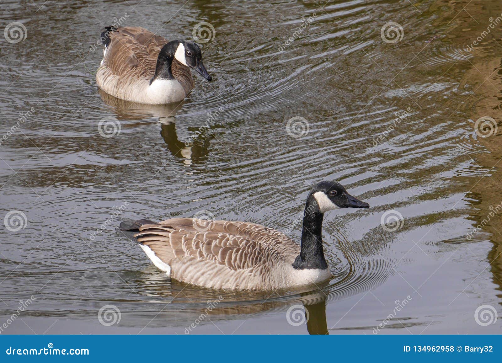 Pair of Canada Geese on a Lake in West Germany in Winter Stock Photo ...