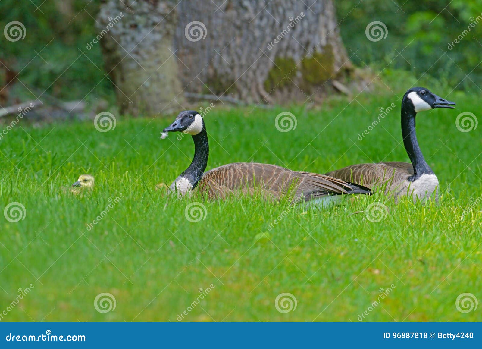 A Pair of Canada Geese Protect Their Babies. Stock Photo - Image of ...