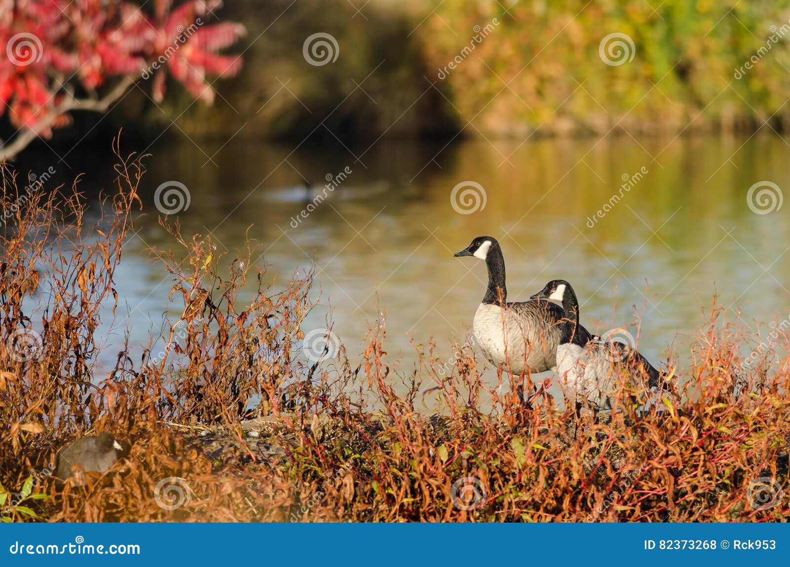 Pair of Canada Geese Resting beside the Autumn Lake Stock Photo - Image ...