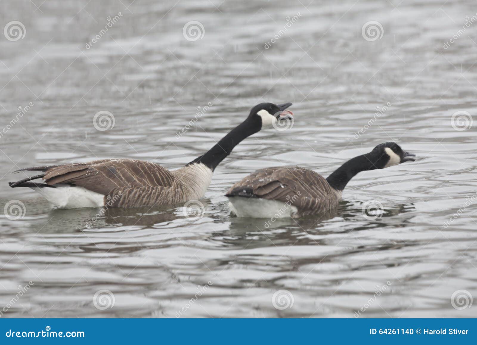 Pair of Canada Goose, Branta Canadensis Stock Photo - Image of ...