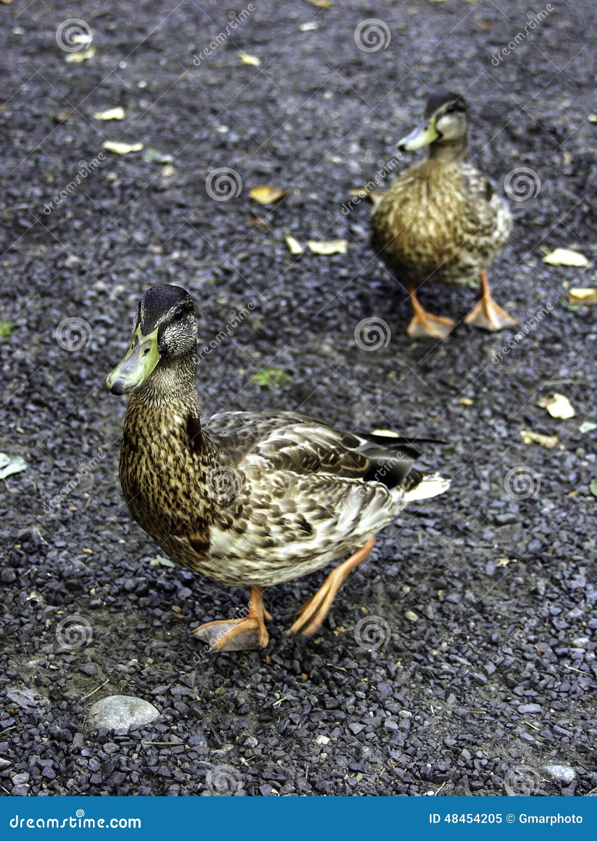 A Pair of Canadian Ducks stock image. Image of pair, ducks - 48454205